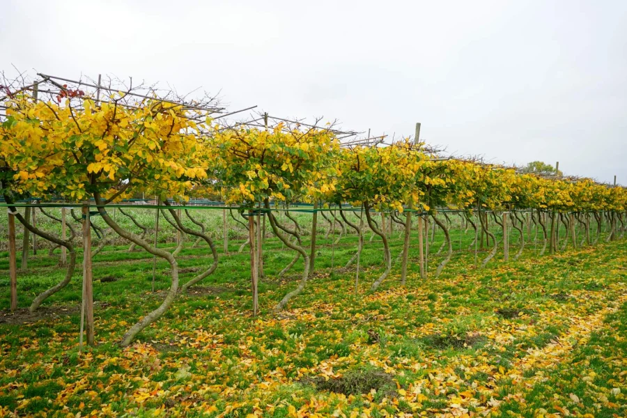 Parrotia persica TREEVOLUTION ® THE SWING ® | Hamamelidaceae - Van den Berk Nurseries